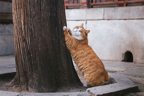 故宫的猫——帕帕克查 站酷zcool