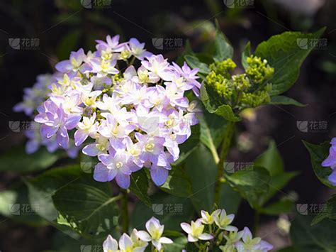 美丽的镰仓绣球花