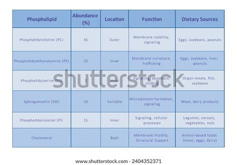 Table Showing Phospholipids Types Membrane Abundance Stock Vector