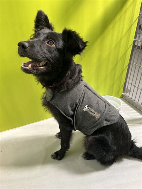 Fear Of Noises Aarcs