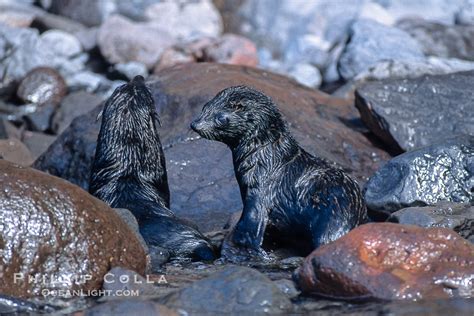 Guadalupe Fur Seal Pup Arctocephalus Townsendi Guadalupe Island