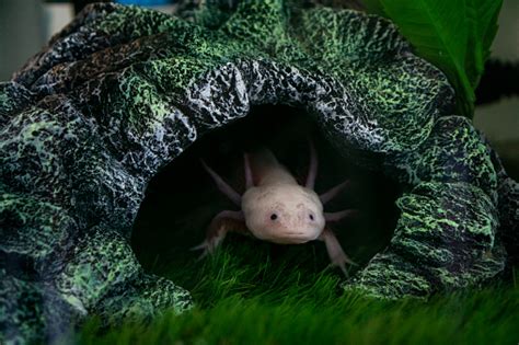 Axolotl Ambystoma Mexicanum 수족관에서 잔디 위를 걷고 있습니다 어항에있는 양서류 또는 도롱뇽 걷기에 대한