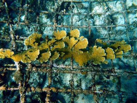 Home Global Coral Reef Alliance