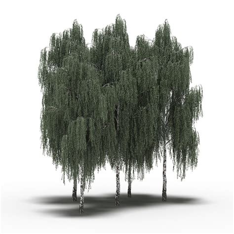 Premium Photo Group Of Trees With A Shadow Under It Isolated On