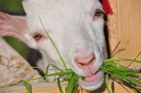 Obesity Prevention Simple Just Chew More Slowly ConscienHealth