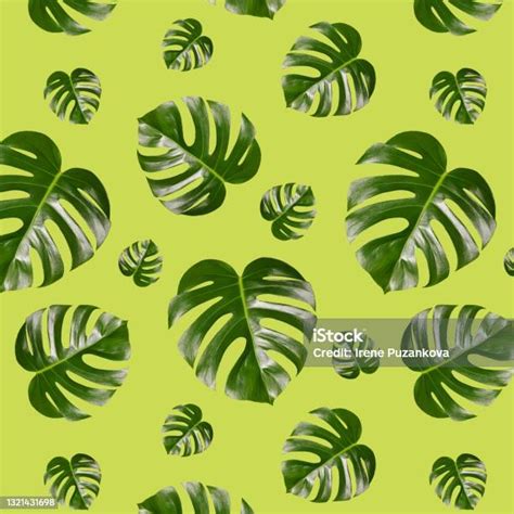 파스텔 녹색 배경에 자연 몬스터 잎과 매끄러운 패턴 열대 위장 프린트 0명에 대한 스톡 사진 및 기타 이미지 0명 개체 그룹 구도 Istock