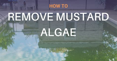 How To Remove Mustard Algae From Your Pool My Fibreglass Pool Easy