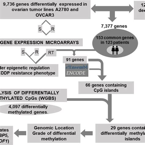 Bisulfite Sequencing Of Pax9 And Fkbp1b Regulatory Cgis Representation