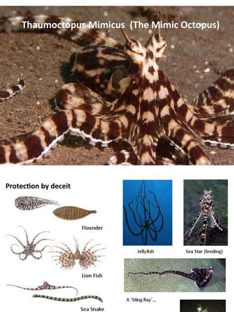 Thaumoctopus Mimicus The Mimic Octopus Pdf