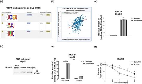 Ptbp1 Binding To 3′ Utr Of Gls Mrna To Regulate Its Mrna Stability A