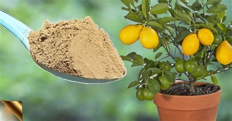 টবের গাছে বেশি লেবু ফলাতে কী করবেন