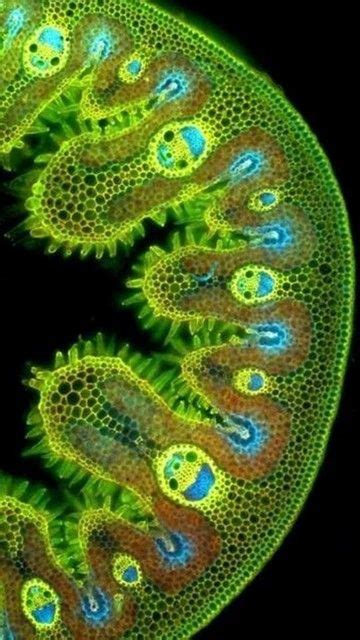 Super Whisper Collection Grass Cells Under A Microscope Look Like Happy Emojis