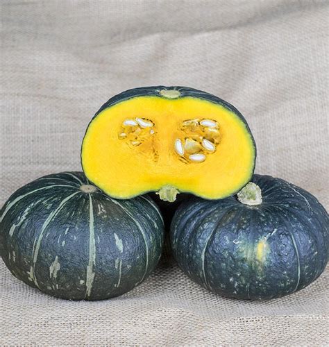 Kurinishiki Mini Kaboacha Squash Seeds West Coast Seeds