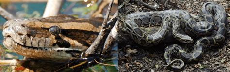 14 Common Snakes In Malaysia 2025 Bird Watching Hq