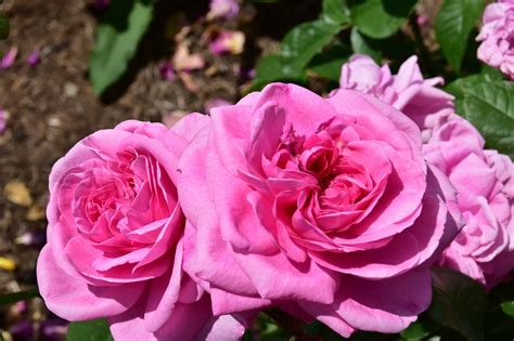 분홍 장미 자연 Pixabay의 무료 사진 Pixabay