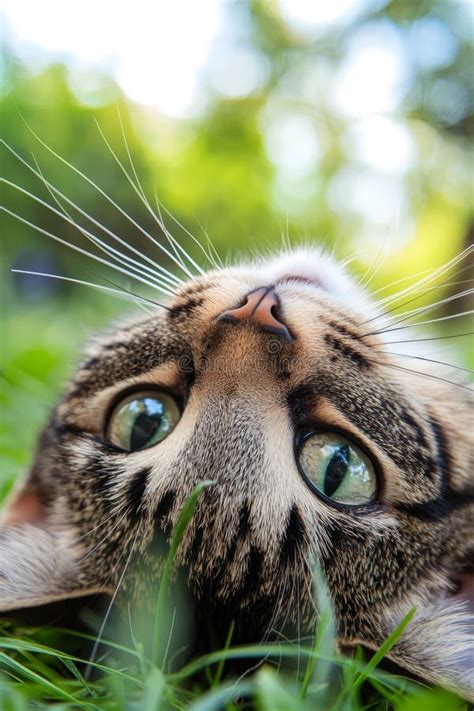 A Tight Shot Of A Feline In The Grass Facing The Camera With Wide Open