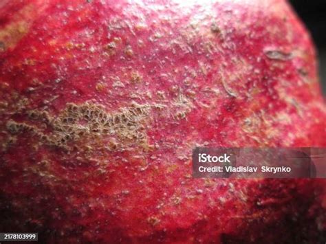 상세한 클로즈업은 가정 환경의 자연 조명 아래에서 눈에 띄는 질감 얼룩 및 자연스러운 결함이 있는 붉은 사과의 표면을 보여줍니다 가을에 대한 스톡 사진 및 기타 이미지