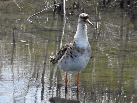 エリマキシギ 2019 04 06 日本の野鳥識別図鑑