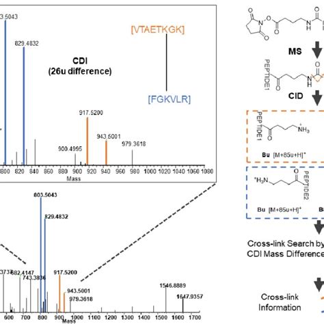 Fingerprint Fragments Confirming Cross Linked Peptides Download
