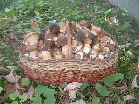 Горска Ферма Здравейте приятели на Горска борса вече