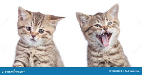Dos Gatos Divertidos Con Las Emociones Opuestas Una Felices Y Otro Infeliz O Triste Aislados En