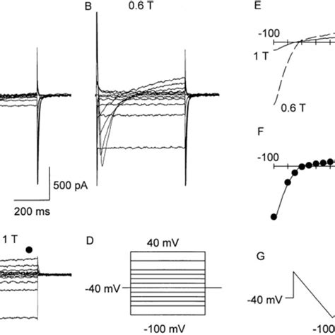 Currents Activated On Cell Swelling Voltage Steps Were Applied To Download Scientific Diagram