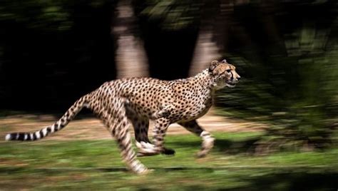 Cheetahs Are Coming Back A Guide On How Not To Confuse Them With The