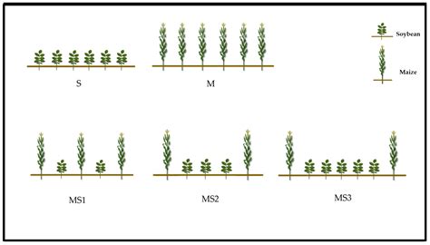 Fermentation Free Full Text Effects Of Different Soybean And Maize Mixed Proportions In A