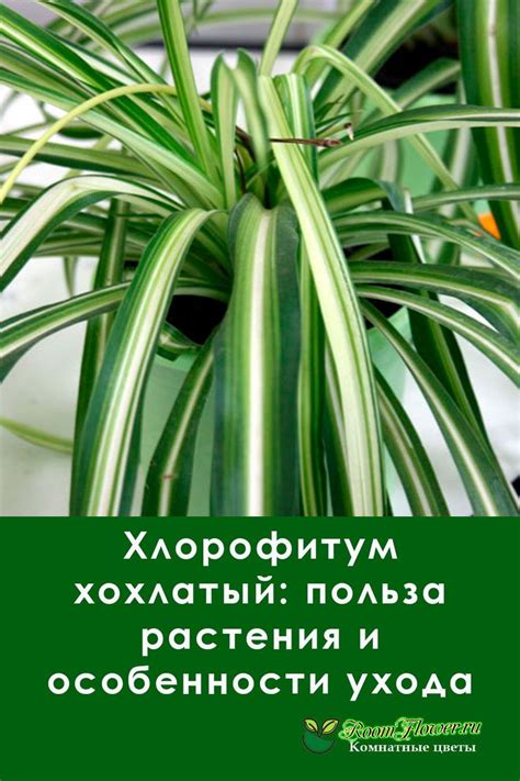 Хлорофитум хохлатый польза растения и особенности ухода Растения Сад на балконе квартиры