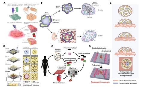 Figure 1 From Review On The Vascularization Of Organoids And Organoids