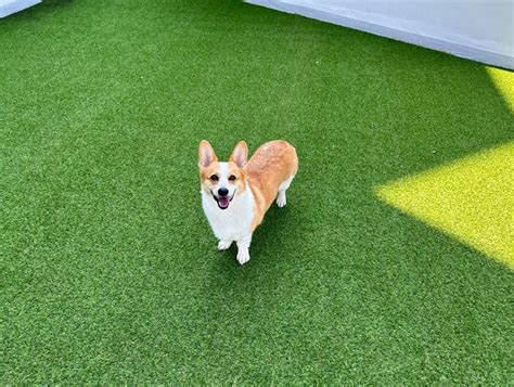 웰시코기 봄이 비숑프리제무료입양사이트 포메라니안무료입양사이트 말티즈무료입양사이트 말티푸무료입양사이트 푸들무료입양사이트 먼치킨무료입양사이트 랙돌무료입양사이트 브리티쉬숏헤어무료