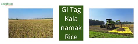 Kala Namak Rice Ancient Grain Modern Benefits Amalfarm