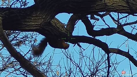 Squirrels Hunting Youtube