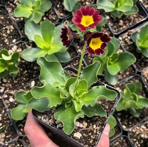 Primula X Pubescens Kaleidoscope Garden Auricula Primrose 45 Pot