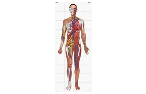 Human Body Bee Bot Mat Editmicro Human Body Bee Bot Mat Editmicro