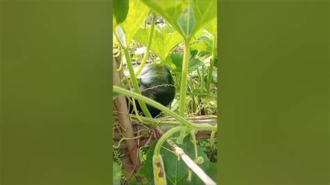 নিজেদের সবজি বাগান।। Youtube