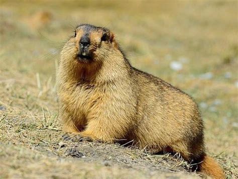 Монгол 🔴Хөвсгөл аймагт “Тарваган тахал” өвчний халдвар 88 иргэнээс илэрсэн тул 72 цагийн
