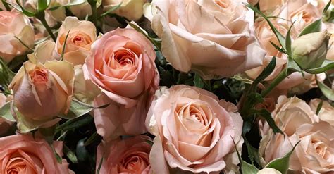 개화하는 장미 결혼식 꽃 고급 꽃 기념일 꽃 꽃 가게 꽃 선물 꽃 장식 꽃 질감 꽃 클로즈업 꽃꽂이 꽃다발 낭만적 인 몸짓 낭만적 인 선물 로사 봄