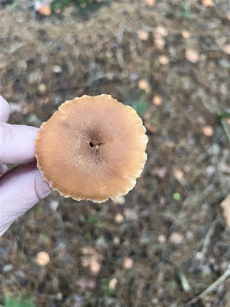 Oregon Fungi Rmycology