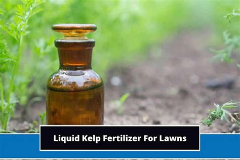 Liquid Kelp Fertilizer For Lawns Explained