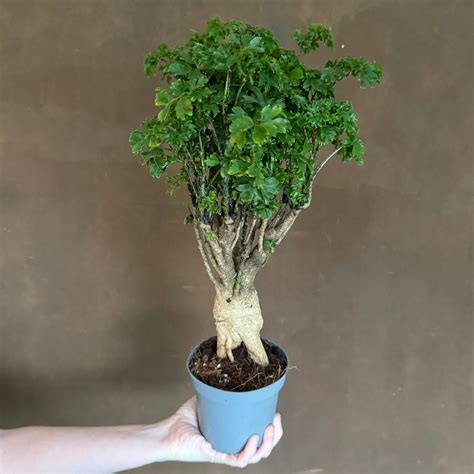 Polyscias Fruticosa Elegans Parsley Aralia Grow Urban Edinburgh