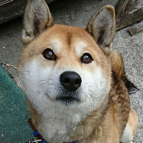 なんでつく猫さんの描く榛名は超可愛いのですか？ Peing 質問箱