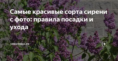 Самые красивые сорта сирени с фото: правила посадки и ухода ...