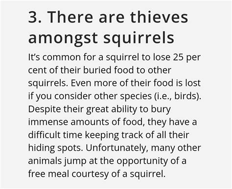 Squirrels Have The Worst Pension And Lose 75 Of Their Savings Album On