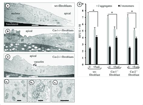 Fibroblasts Mitochondria Participate In Fasl Induced Apoptosis