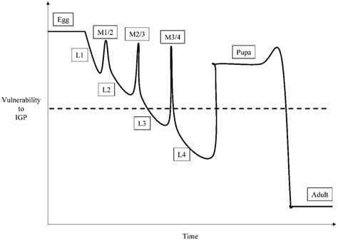 Aphidophagous Holometabolous Insects Susceptibility To Intraguild Download Scientific Diagram