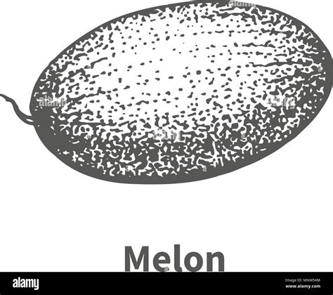 Vector Illustration Hand Drawn Melon Stock Vector Image And Art Alamy