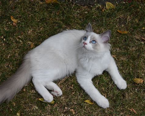 Рэгдолл это крупная спокойная и дружелюбная порода кошек