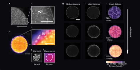Particles Seeded With Diatoms And Their Oxygen Evolution During