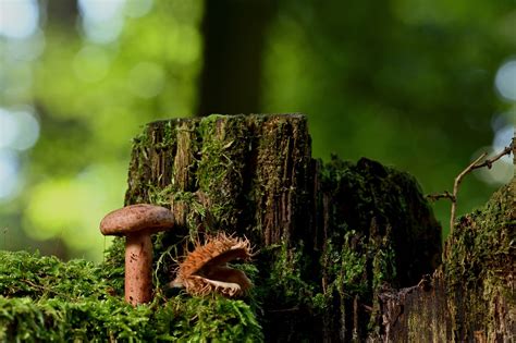 Mushroom Tree Stump Moss Free Photo On Pixabay Pixabay